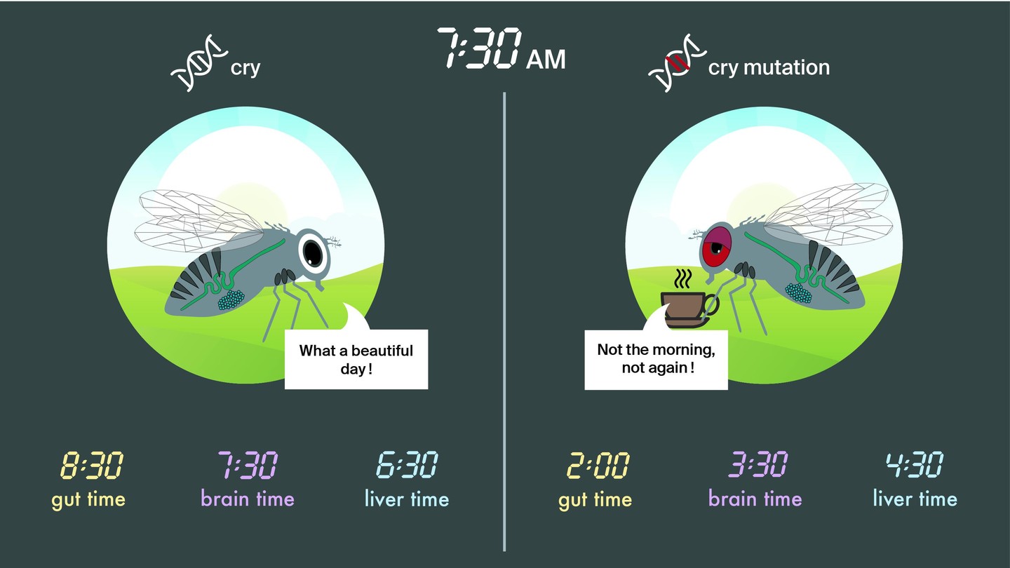 Genes That Dance to the Circadian Rhythm - EPFL