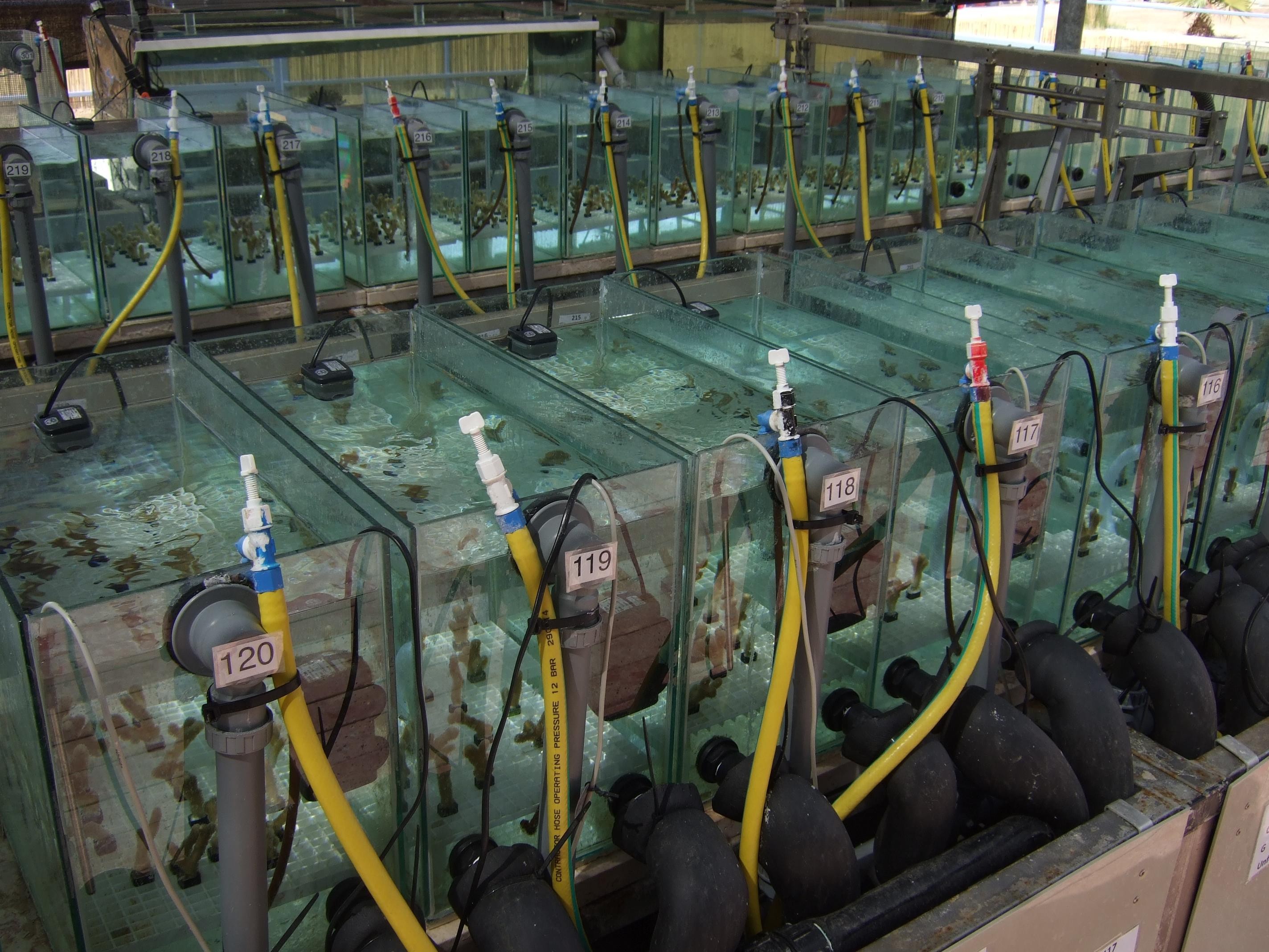 Die Korallen im nördlichen Roten Meer bestehen den «Wärmestress-Test ...