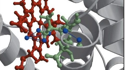 New model to describe the coil-globule transition in protein folding ...