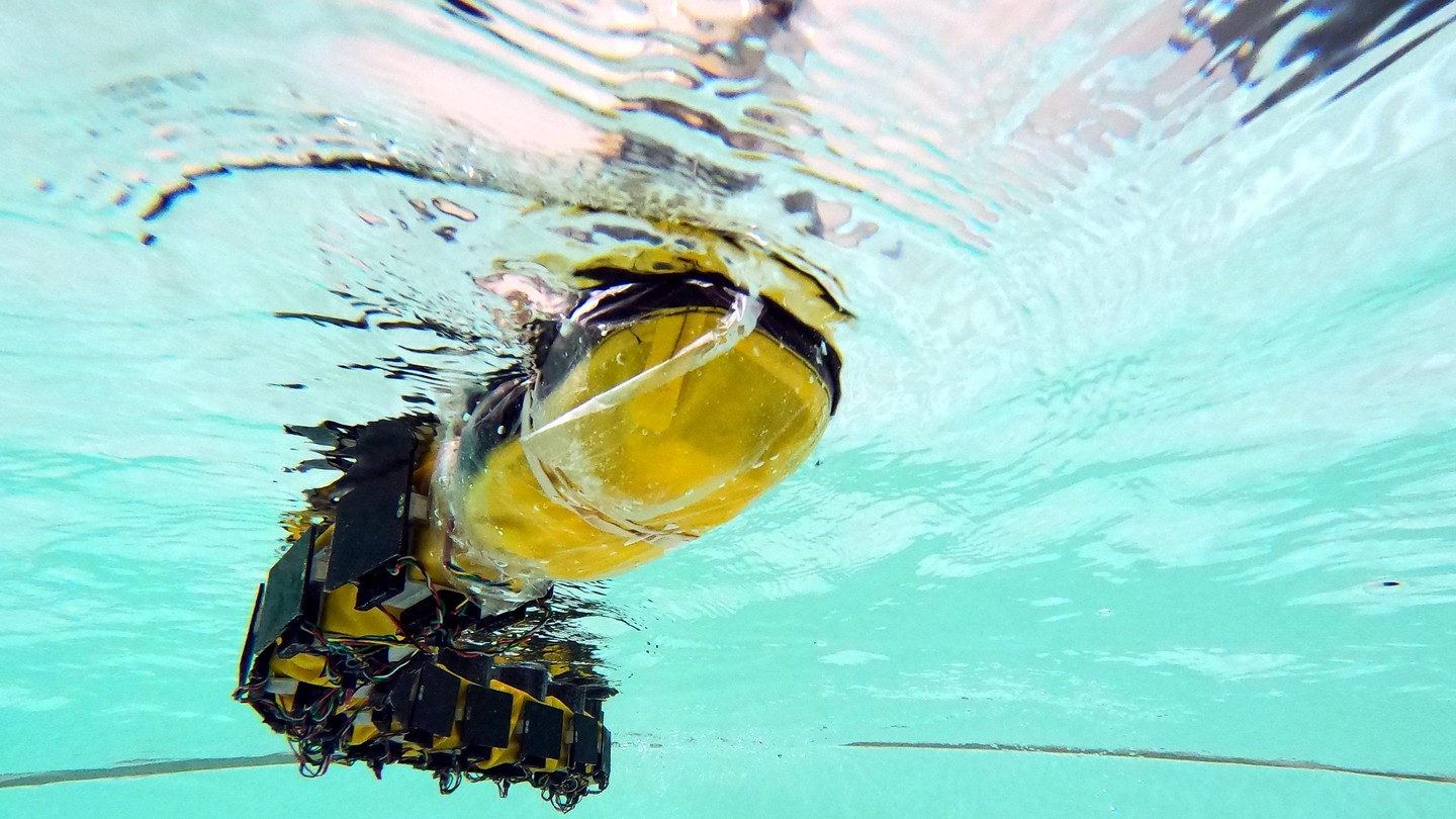 Swimming robot gives fresh insight into locomotion and neuroscience - EPFL