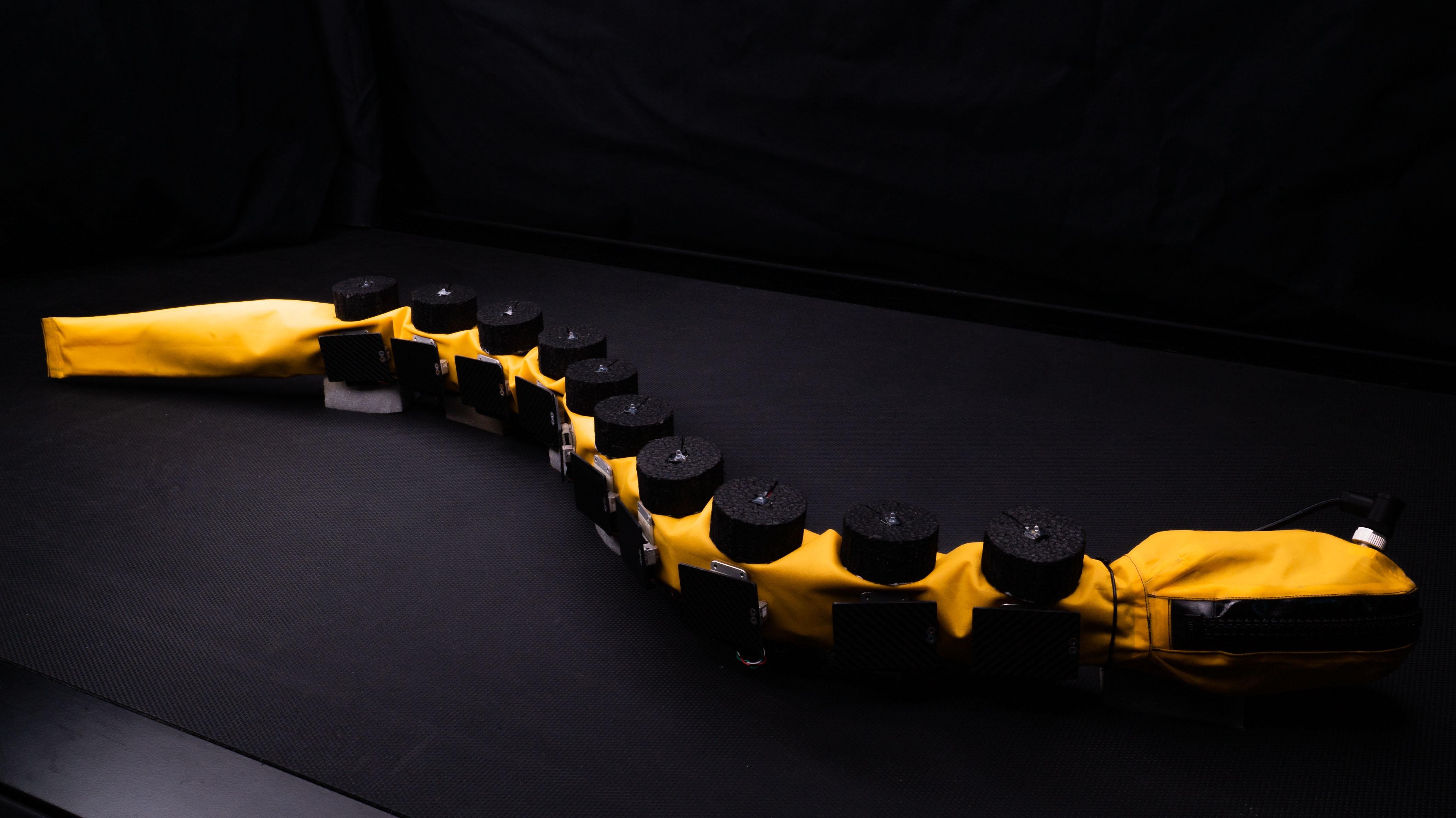 Swimming robot gives fresh insight into locomotion and neuroscience - EPFL