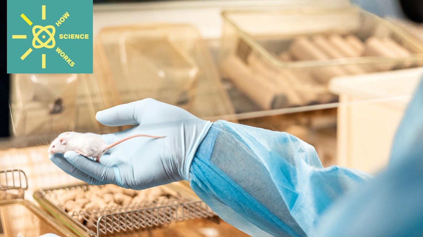 Research with animals, a necessity for scientific progress - EPFL