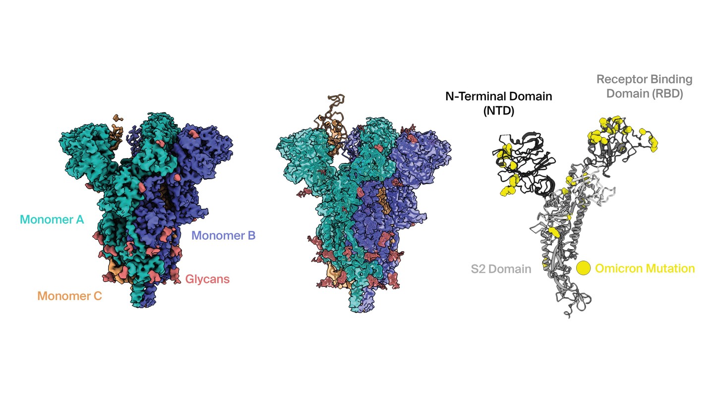 Omicron's secrets revealed under a microscope - EPFL