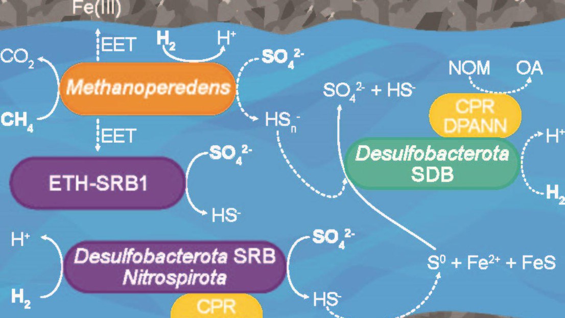 New Preprint Paper In Isme Journal Epfl
