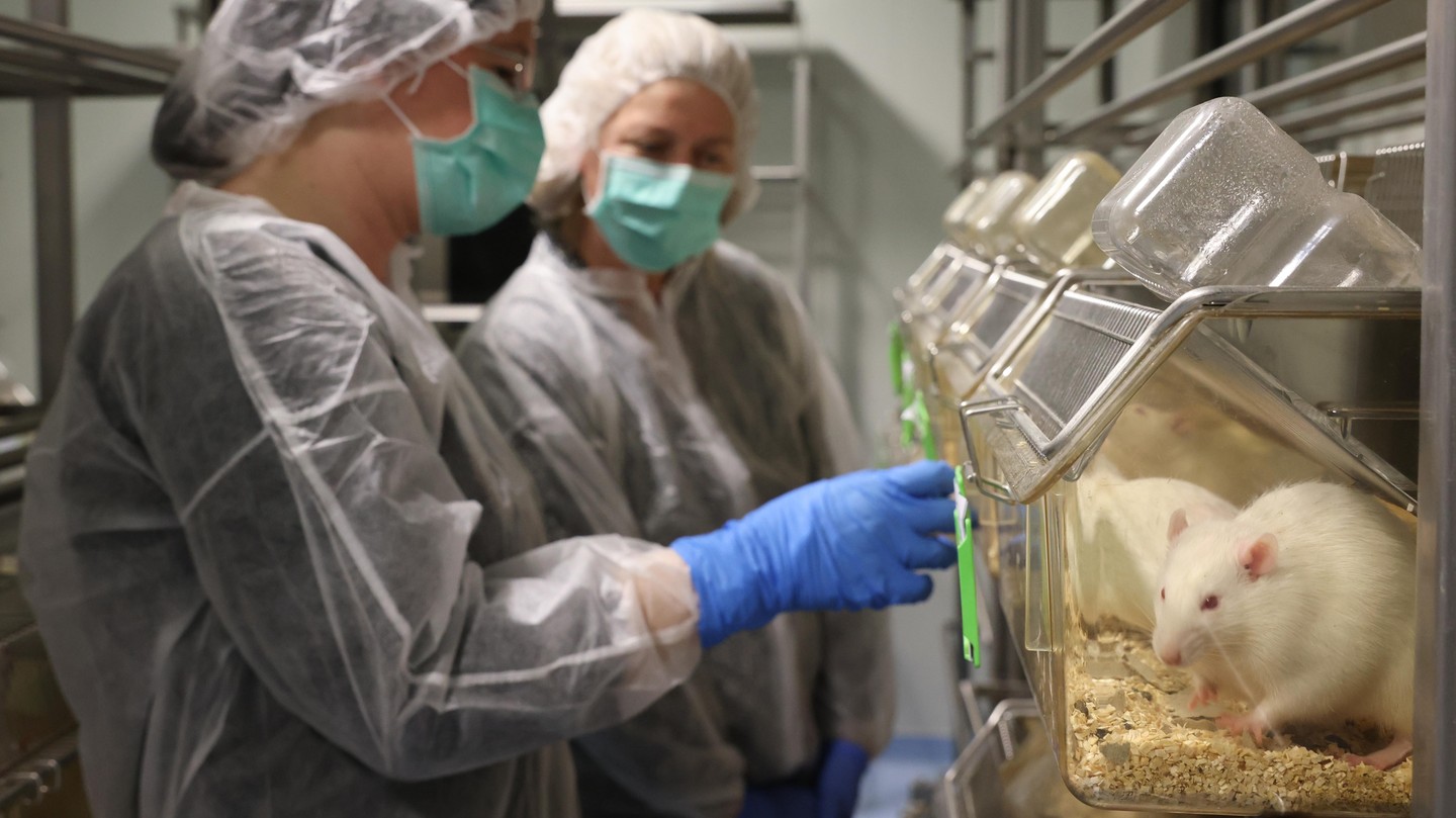 Offrir une nouvelle vie à des rats de laboratoire - EPFL