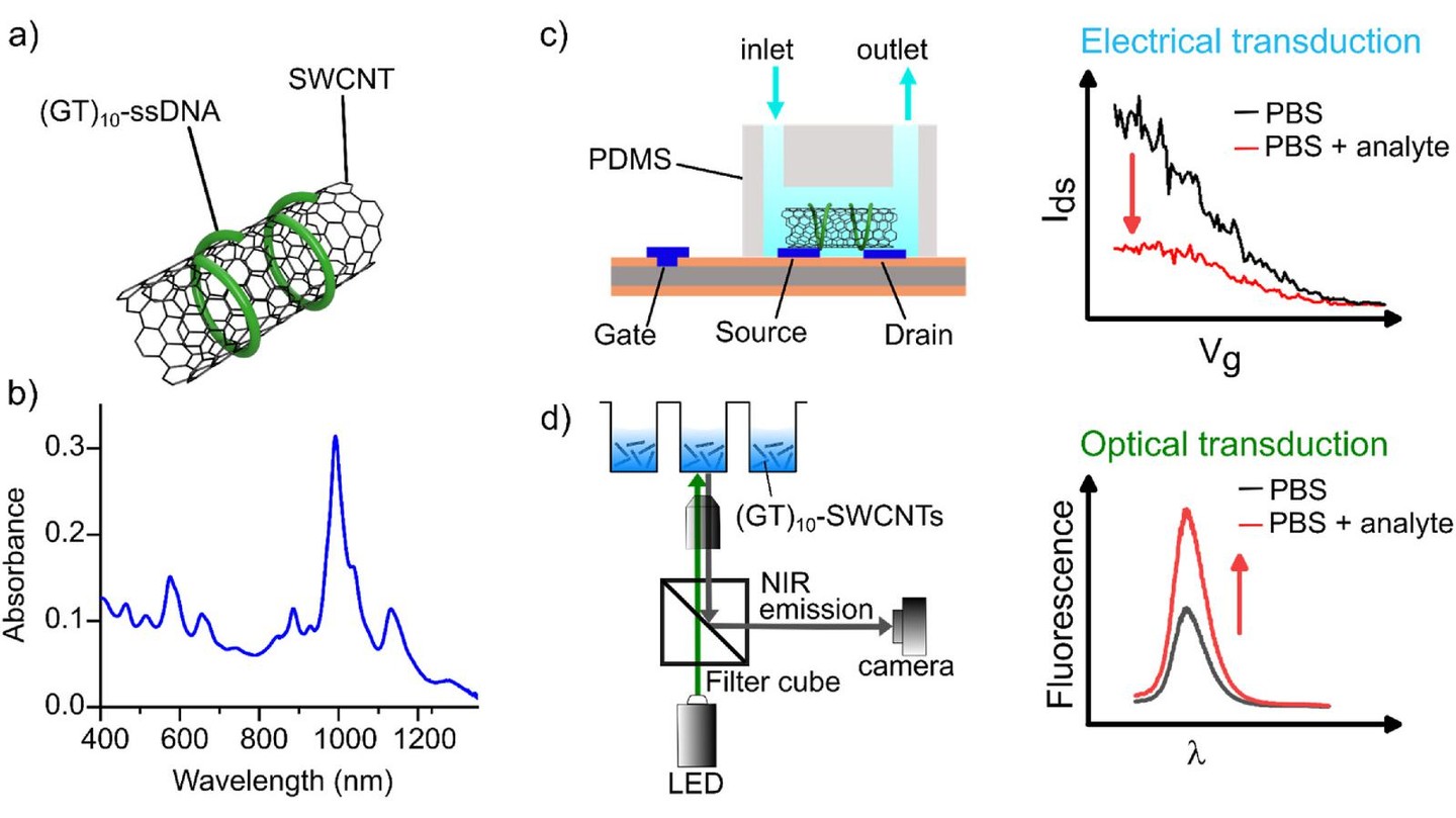 Transduction modes of DNA-wrapped SWCNT nanosensors - EPFL