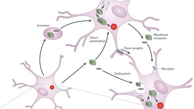 The many faces of α-synuclein.