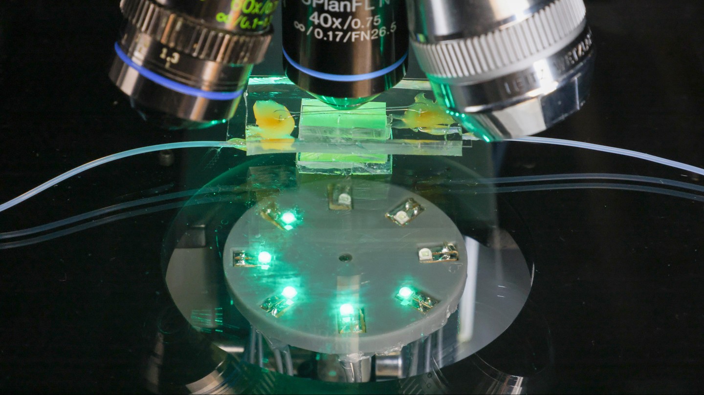 Researchers open door to stain-free labeling of cellular components - EPFL