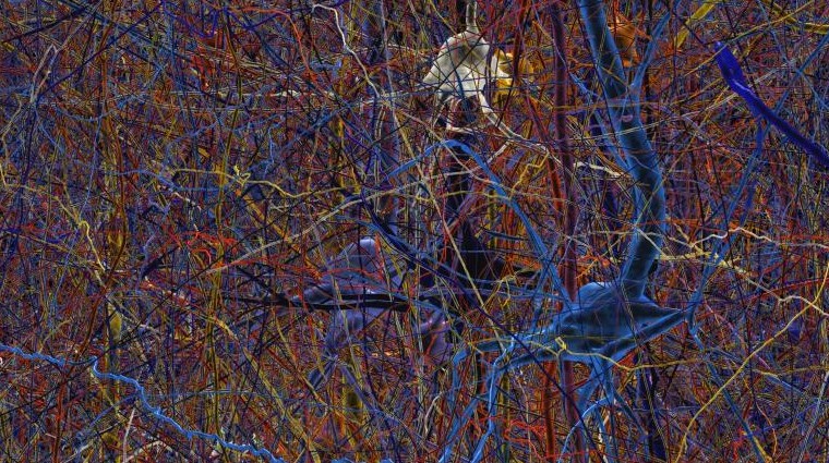 The Human Brain Project Wins Top European Science Funding - EPFL