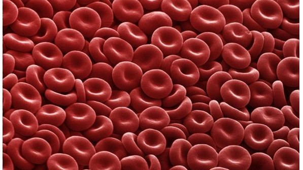 Découverte d'une étape clé de la fabrication des globules rouges - EPFL