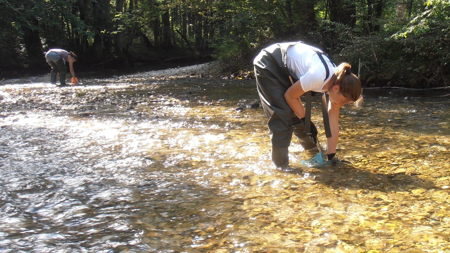 Variable river flow gives bugs time to graze - EPFL