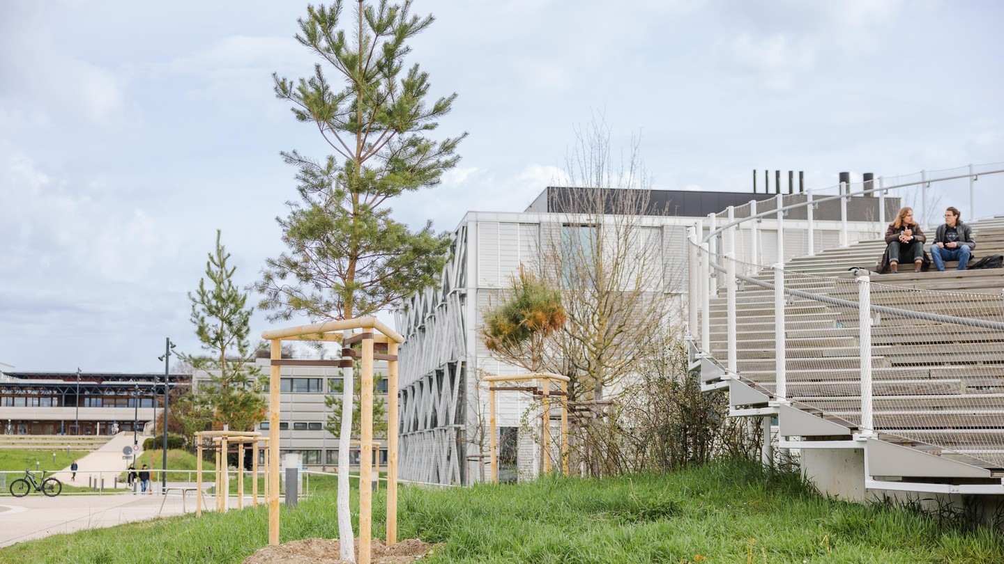 Tree Planting On Campus Epfl