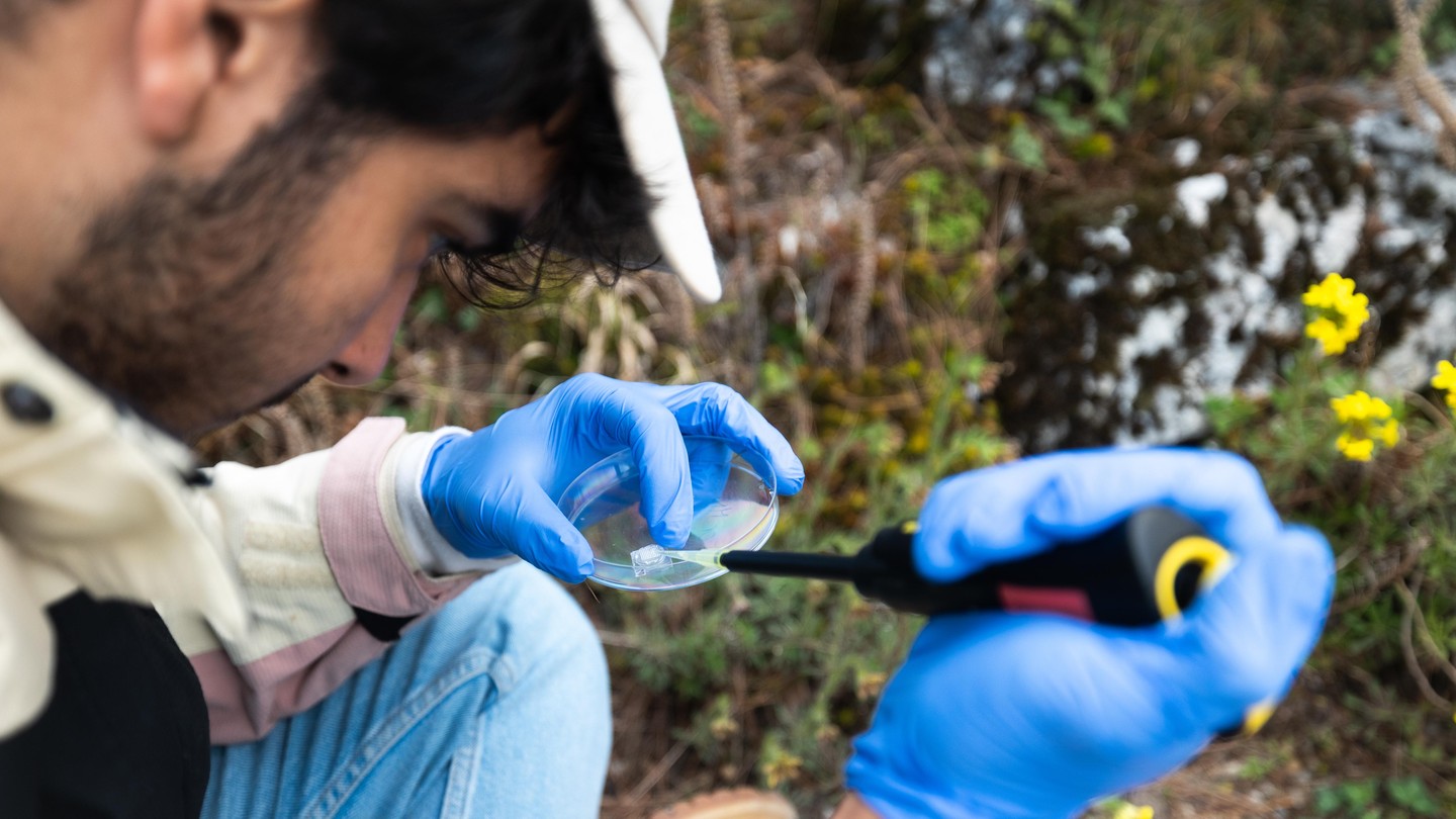 New Portable Method Identifies Plant DNA in Field | Mirage News