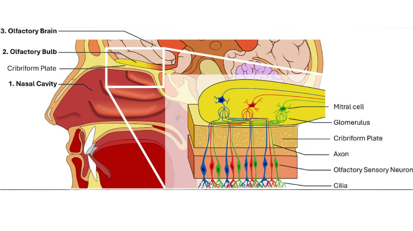 Review: Devices for electrical stimulation of the olfactory system - EPFL