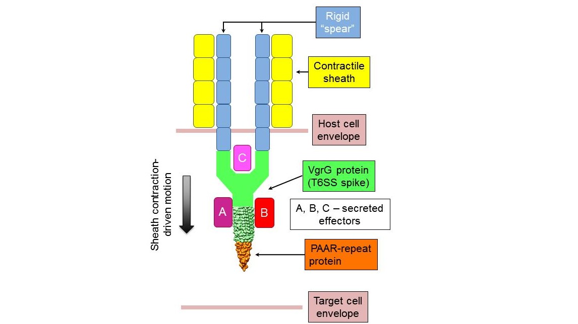 Bacterial spears and spear-tips - EPFL