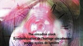 Decoding the liver's biological clock - EPFL