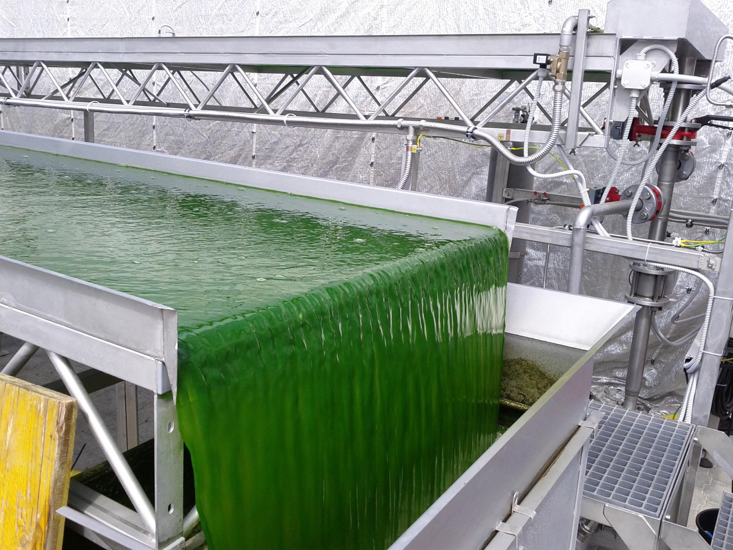 A Fast Track From Algae Biomass to Biogas