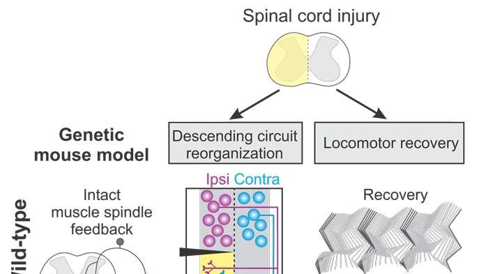 Spinal cord injury: how neurons could reconnect - EPFL