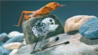 Jumping robot gains wide media coverage - EPFL