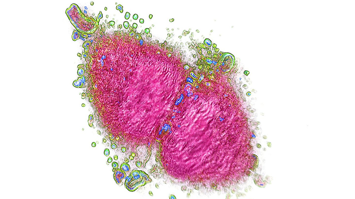 Out now: A microscope that sees live cells in 3D - EPFL