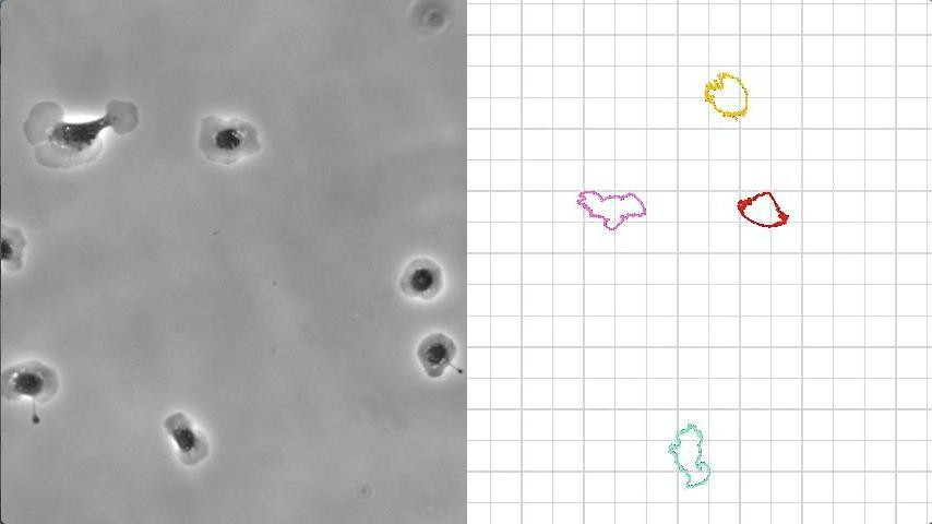 A computational model describes cell motion - EPFL