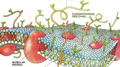 Chain Of Cells Cell