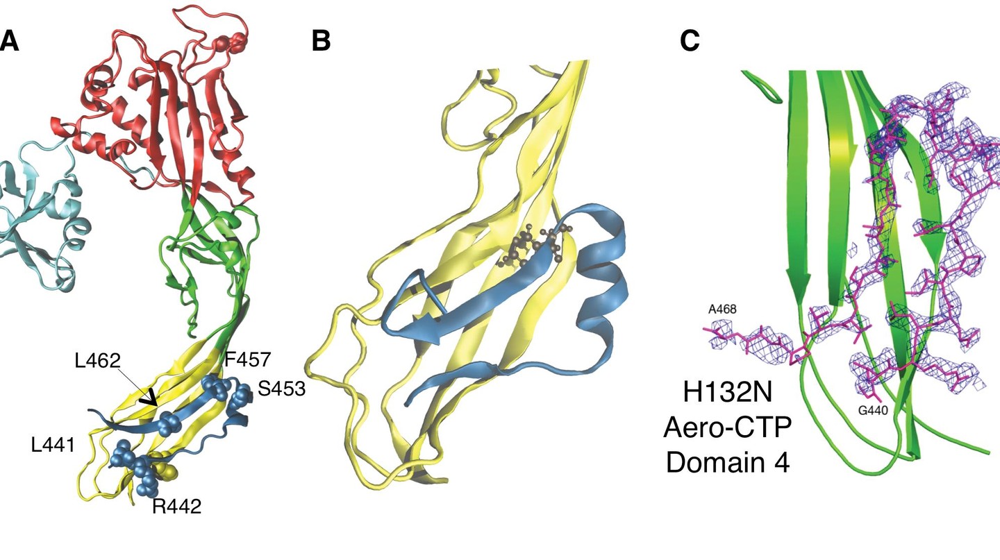Propeptide driven folding of proaerolysin. - EPFL