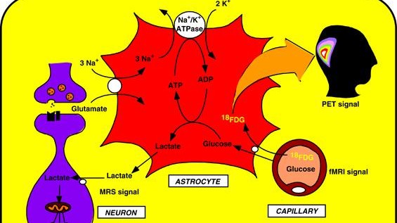 The astrocyte–neuron lactate shuttle (ANLS) model. - EPFL