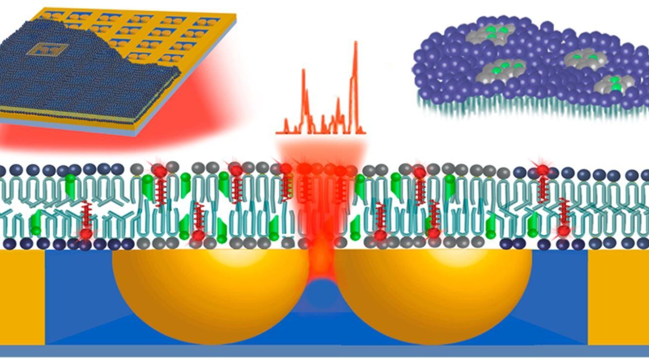 Transient Nanoscopic Phase Separation in Biological Lipid Membranes - EPFL