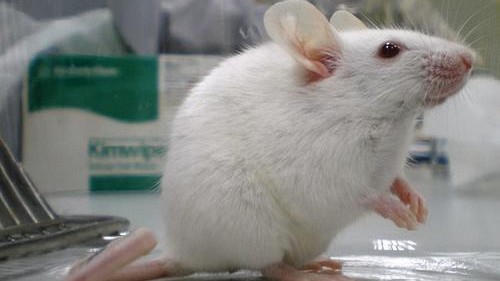 Aging mice... - EPFL