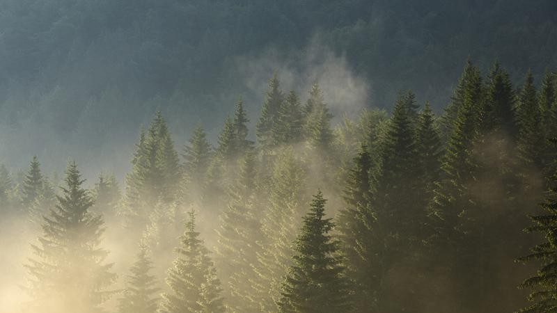 How our forests are adapting to climate change - EPFL