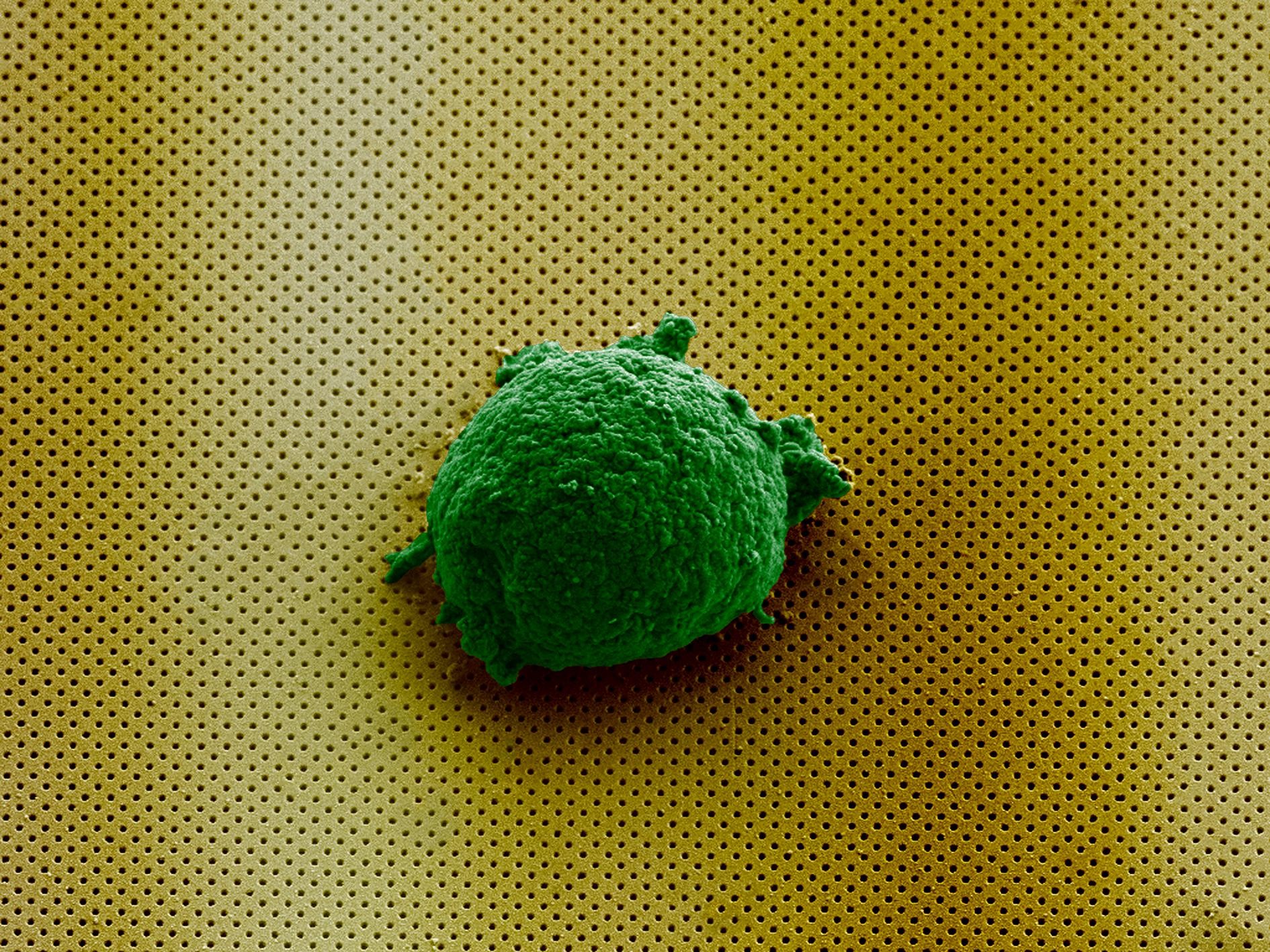 Deciphering the language of cells using observation chambers