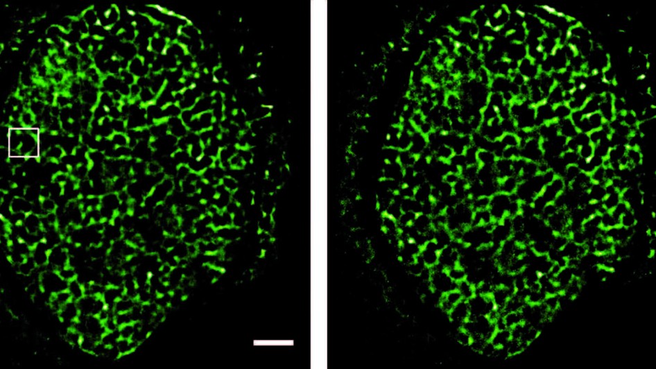 Imaging nuclear and mitochondrial DNA. - EPFL
