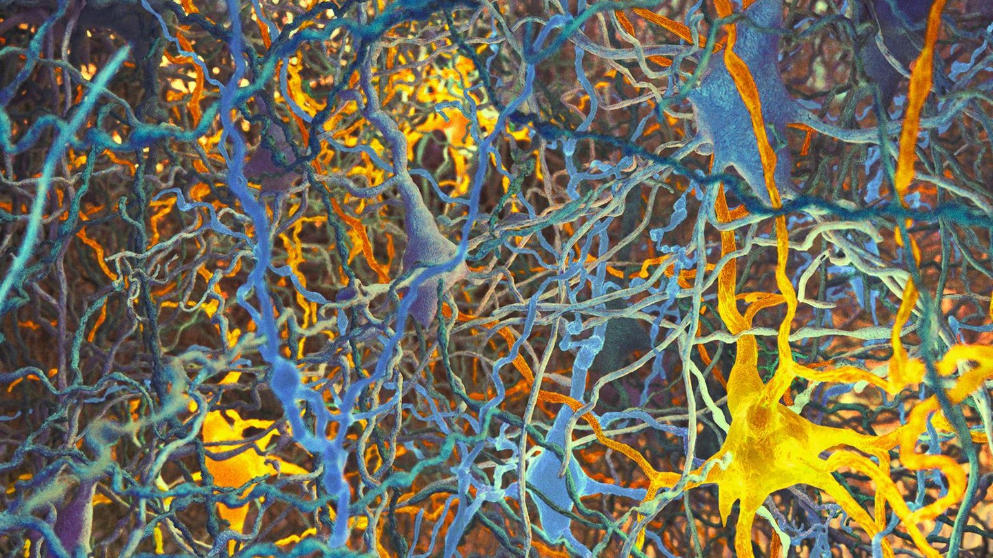 Blue Brain solves a century-old neuroscience problem - EPFL