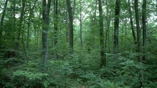 Deforestation of Europe. - EPFL