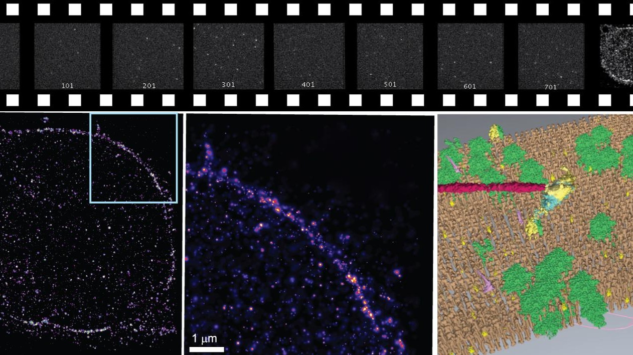 PALM microscopy allowed the determination of GPCR clusters. - EPFL