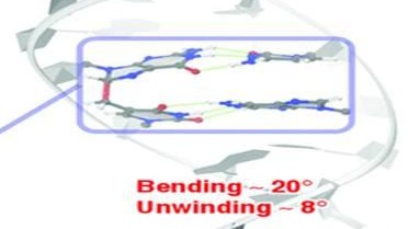 Insights into Intrastrand Cross-Link Lesions of DNA. - EPFL