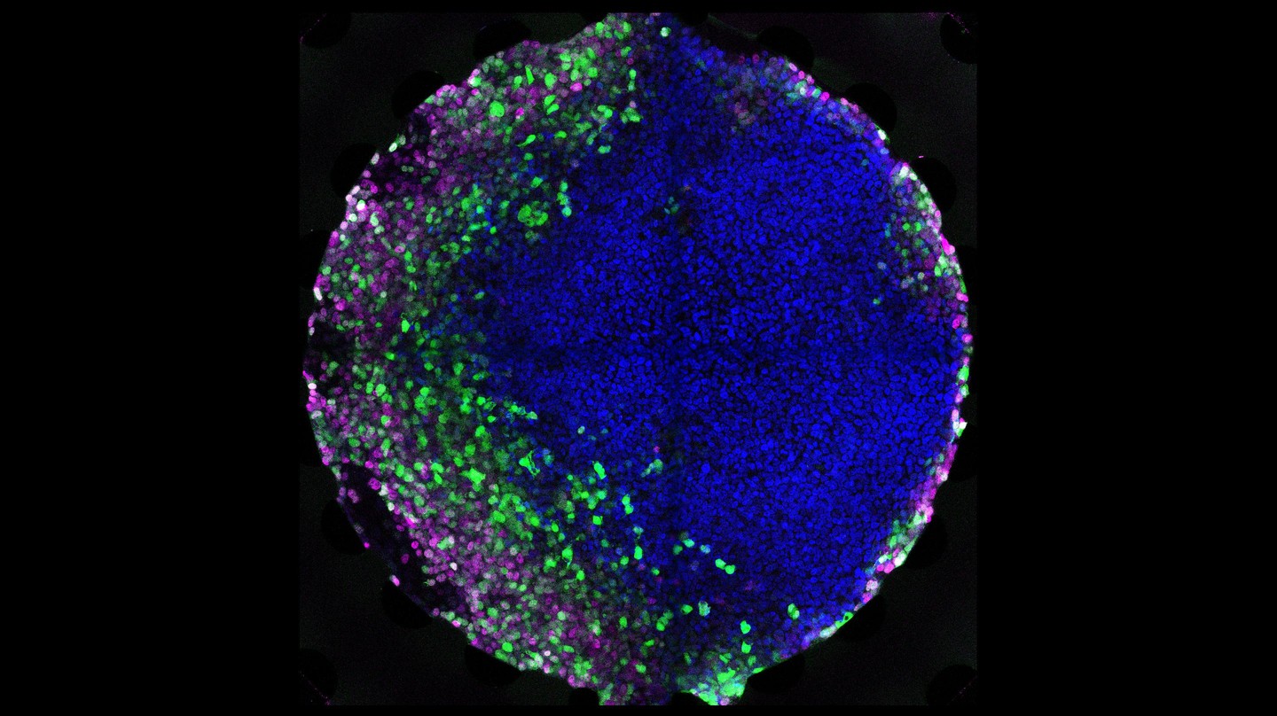 Des tissus embryonnaires sur une puce - EPFL