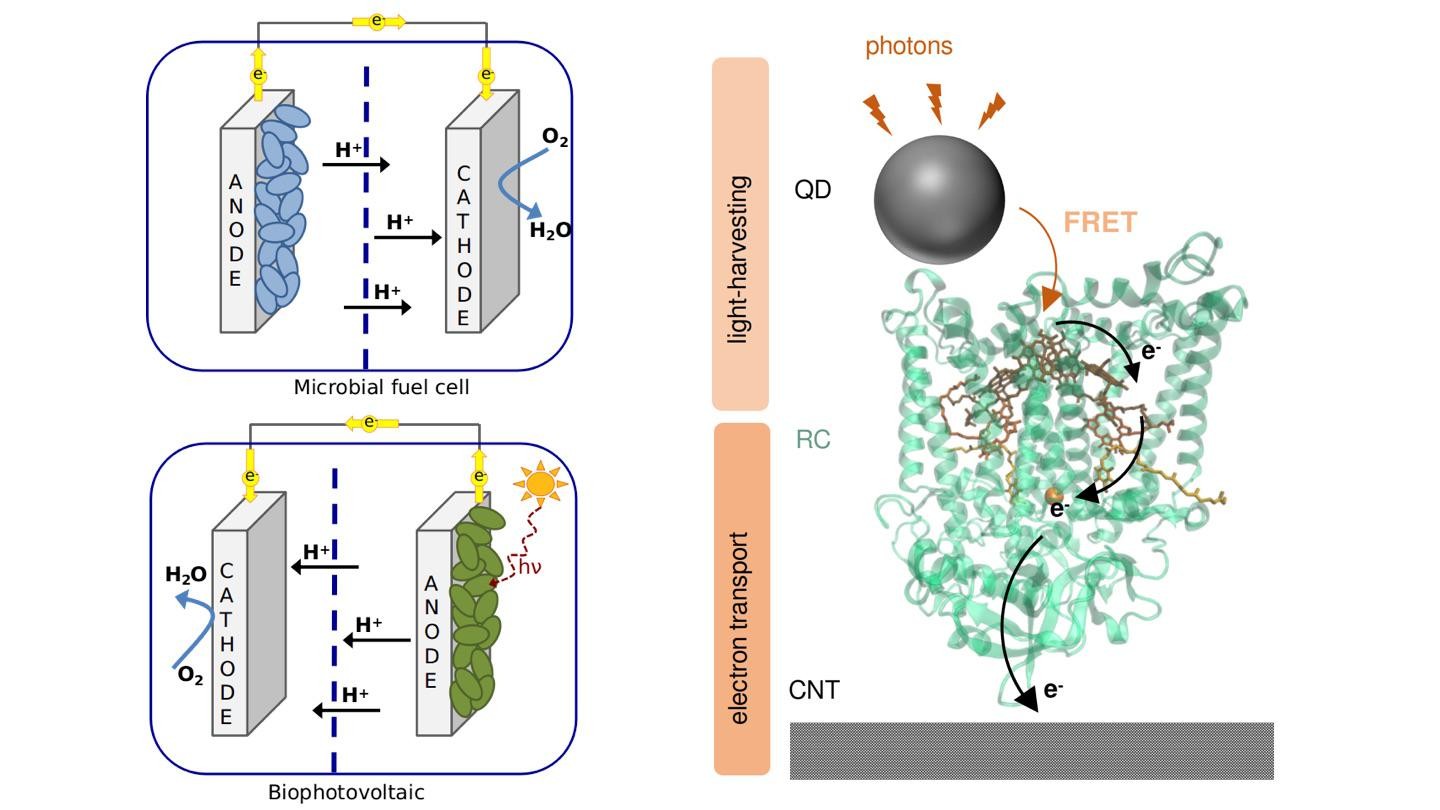 Enhancing bioelectricity generation using nanomaterials - EPFL