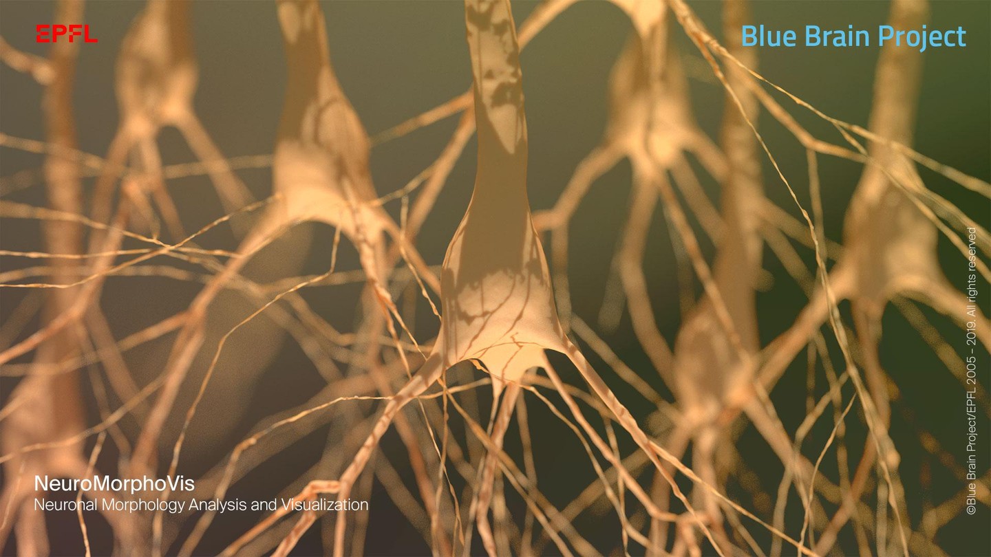 EPFL's Blue Brain Project open sources software - NeuroMorphoVis - EPFL