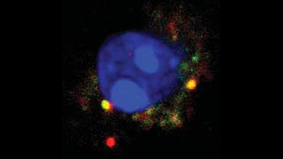 Reactivation of recall-induced neurons outside the hippocampus. - EPFL Reactivation of recall-induced neurons outside the hippocampus. - EPFL