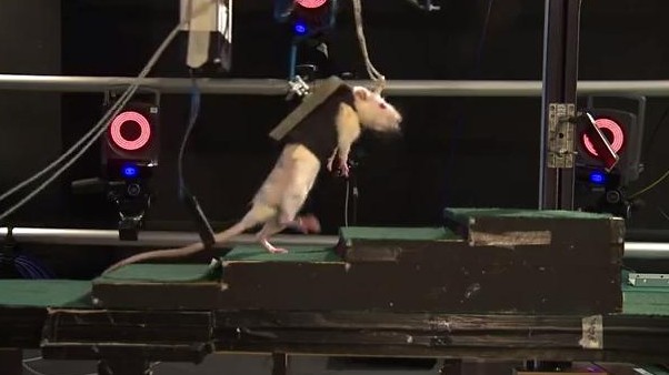 Walking Again After Spinal Cord Injury - EPFL