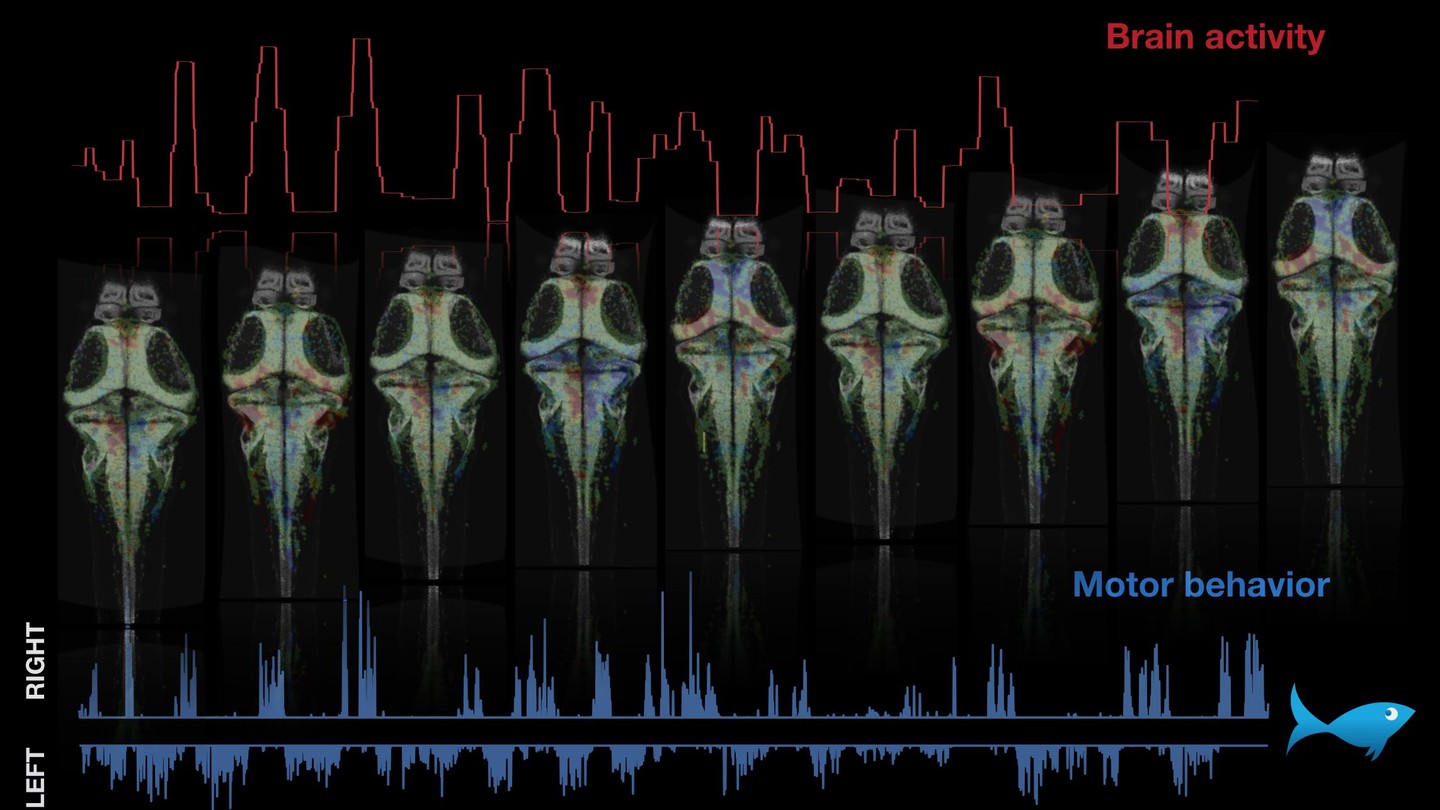 Unraveling whole-brain activity from light-sheet microscopy recording ...