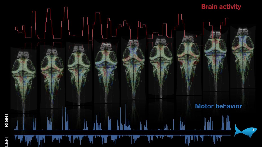 Unraveling Whole-Brain Activity from Light-Sheet Microscopy Recording ...