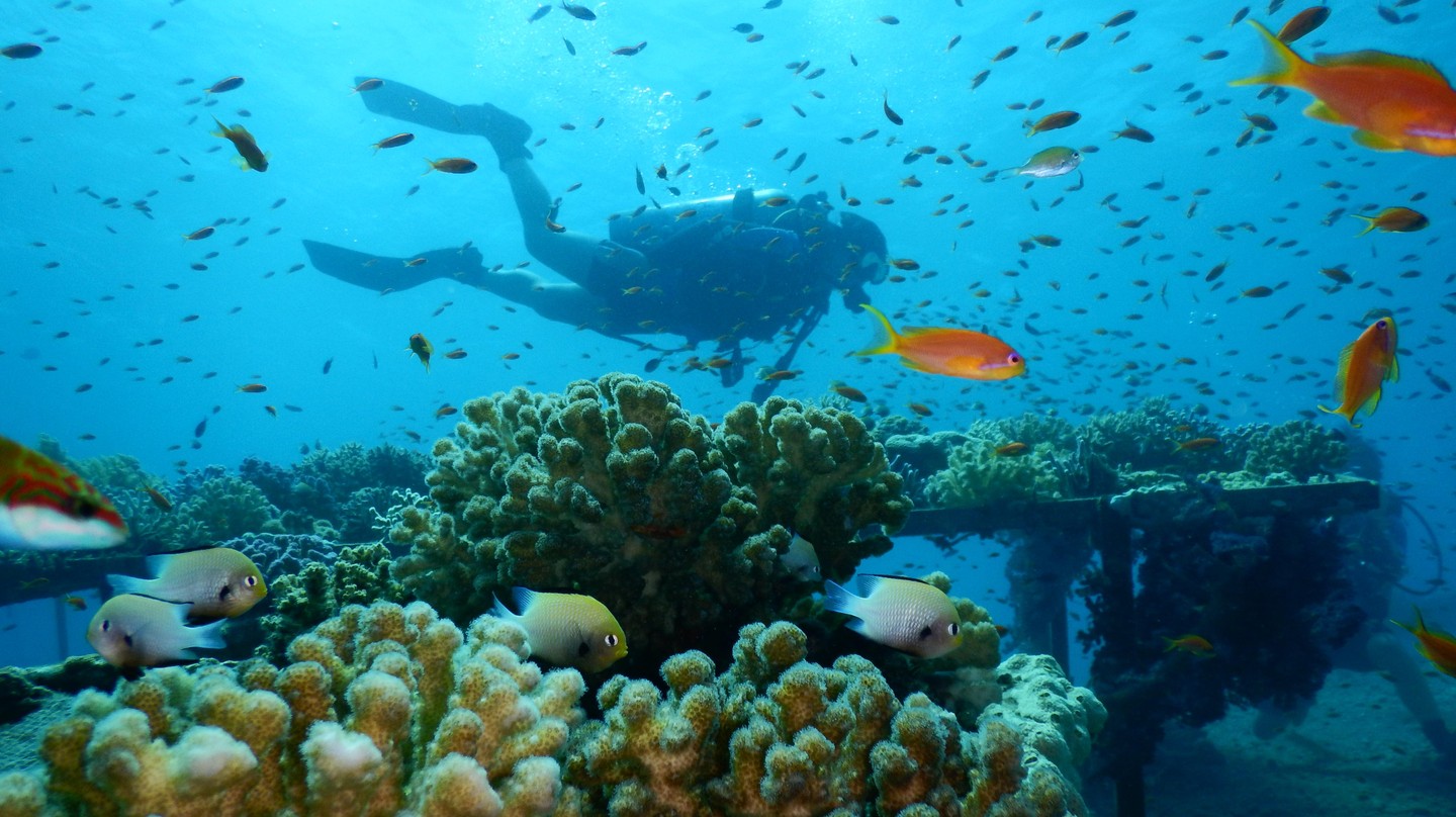 A research center to protect the Red Sea ecosystem - EPFL