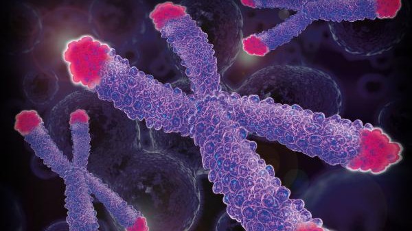 The human CST complex is a terminator of telomerase activity. - EPFL