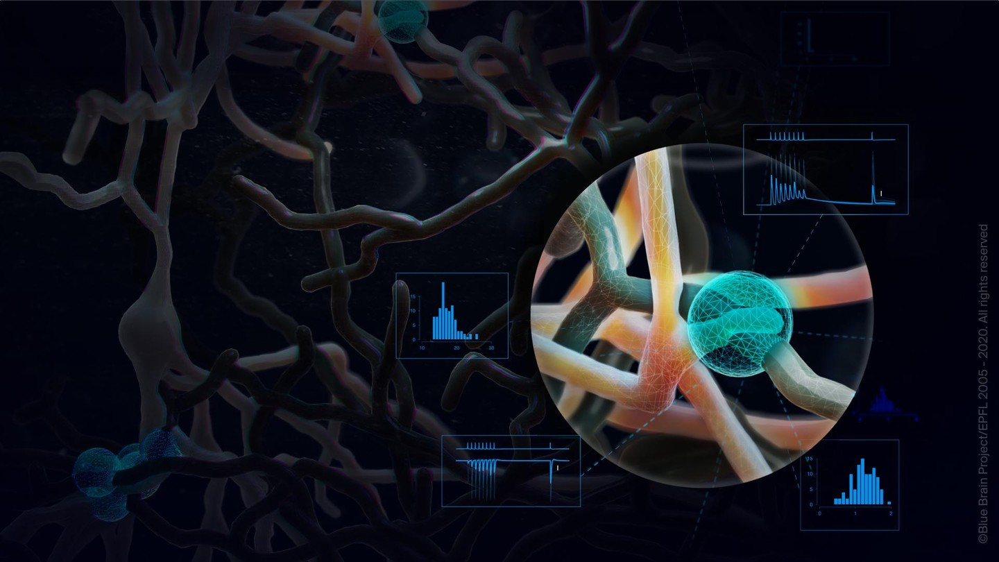 A step closer to mapping the rodent brain - EPFL