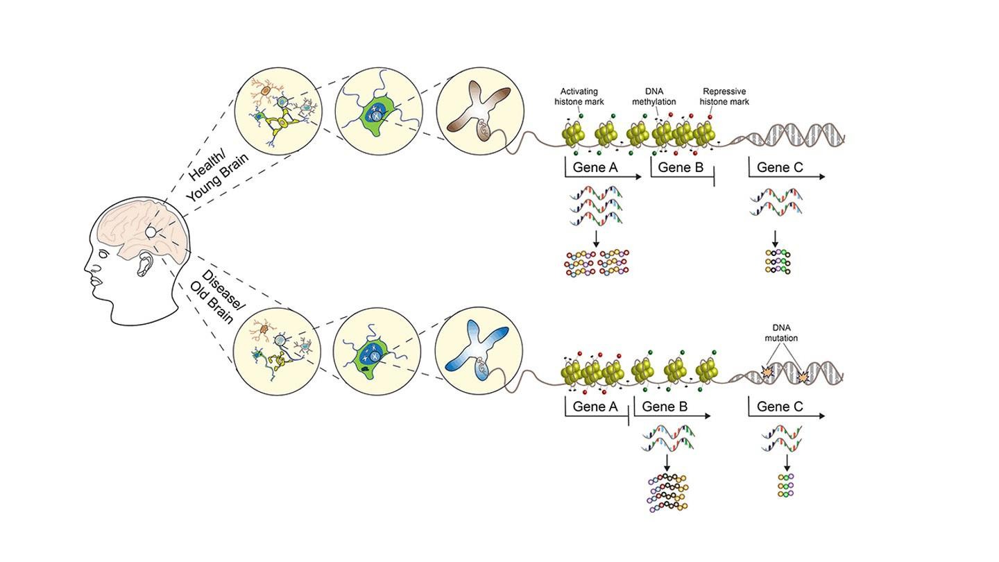 Neurogenetics and neuroepigenetics reviewed - EPFL